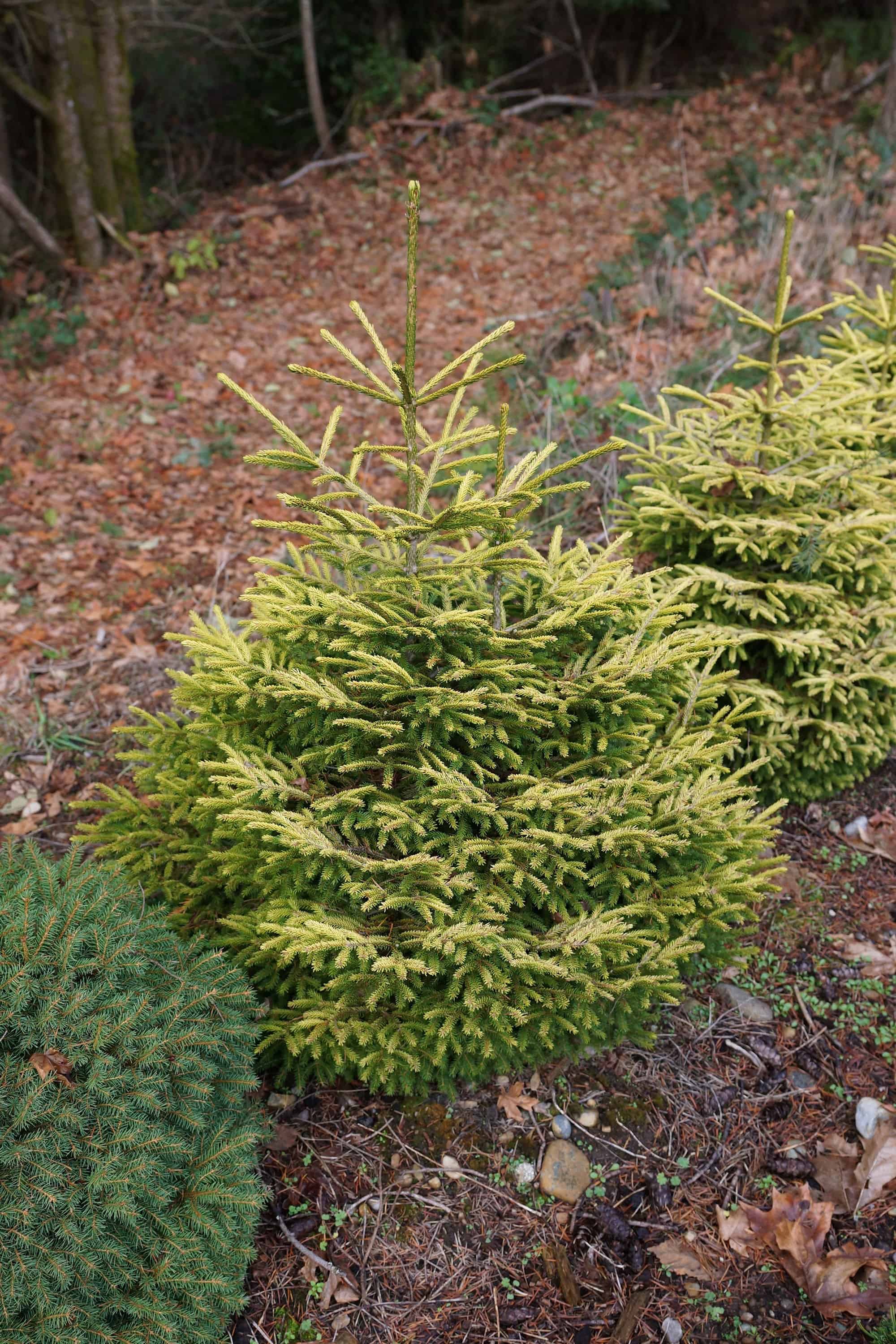 Conifers – Page 9 – Rare Tree Nursery