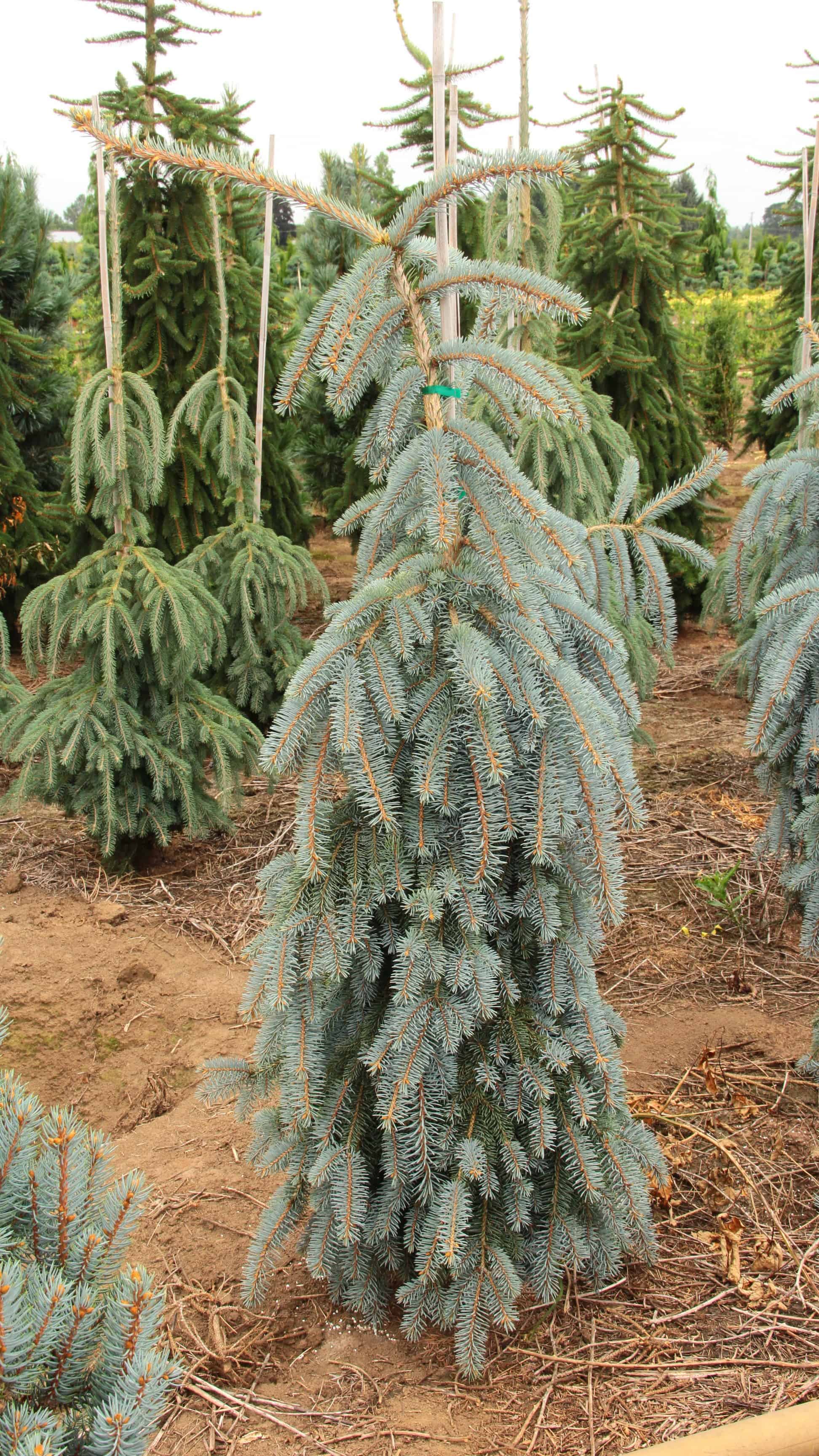 Conifers – Page 9 – Rare Tree Nursery