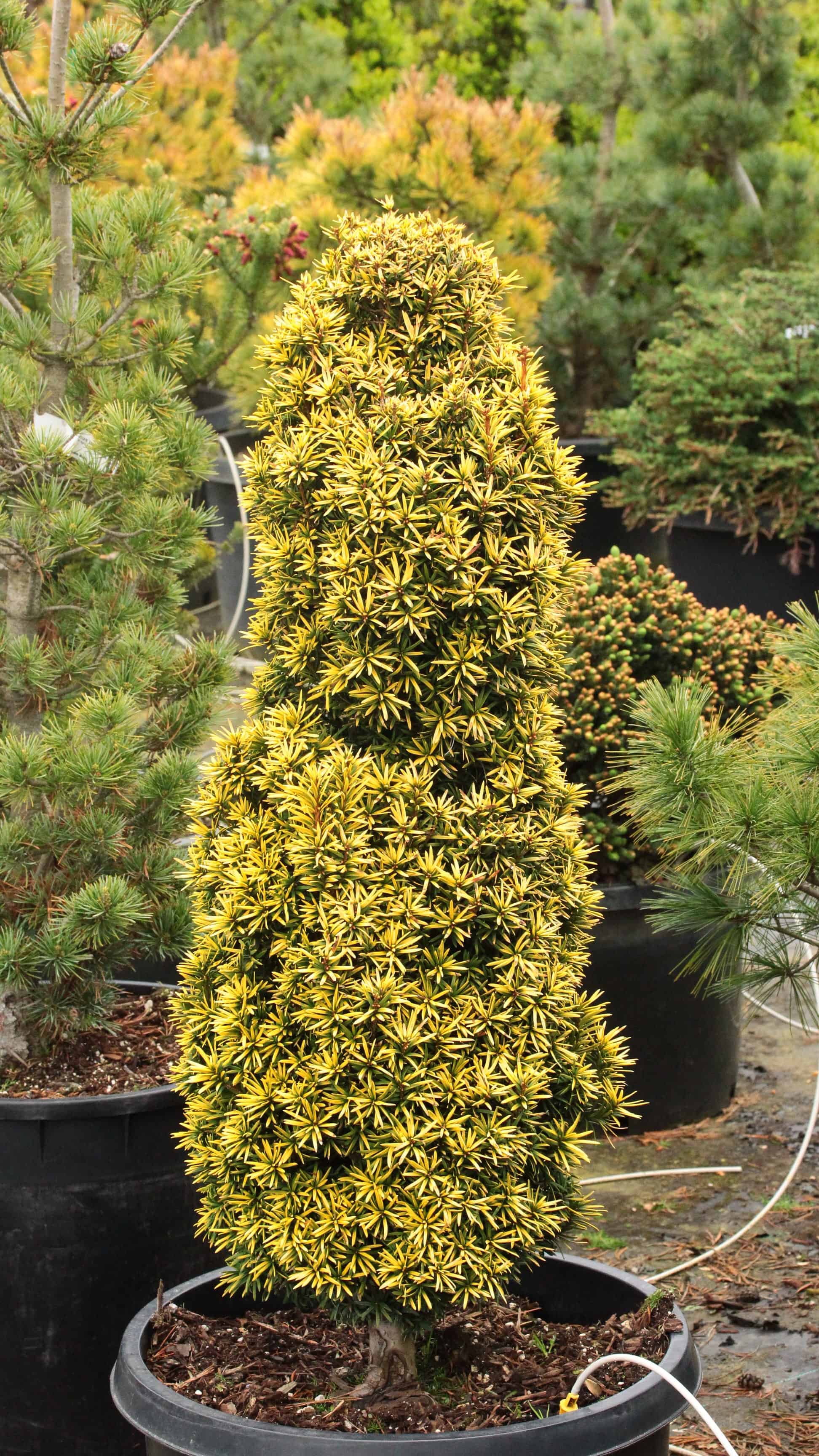 Conifers – Page 2 – Rare Tree Nursery